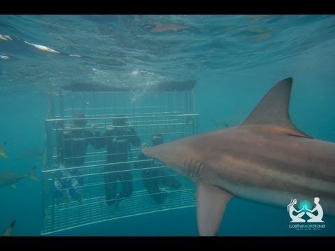 Are Shark Cages Safe? — ACHIVX