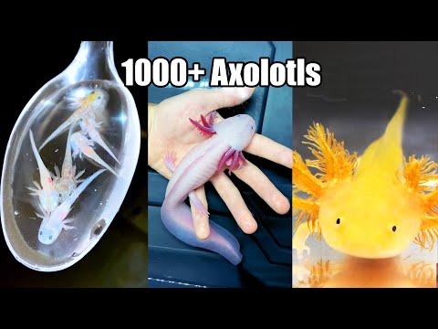 Does the Axolotl God Exist? — ACHIVX