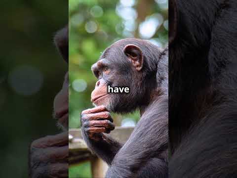 What is the IQ of a chimpanzee? — ACHIVX