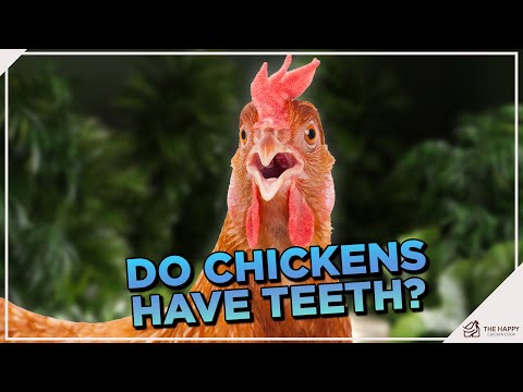 Do Chickens Have Teeth? — ACHIVX