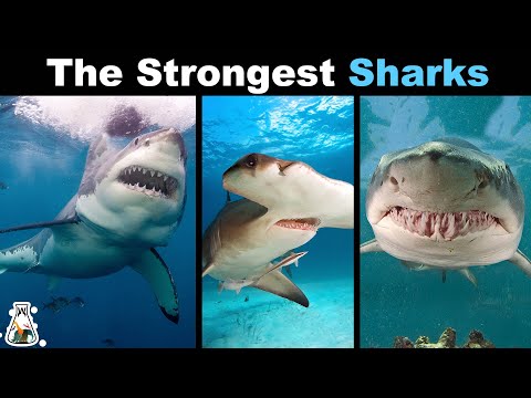 What is the Strongest Shark? — ACHIVX